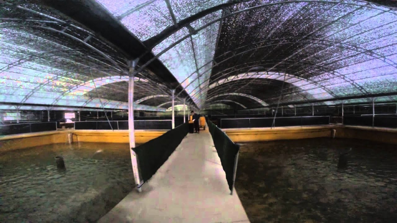 FlatFish Farming Korea3 - YouTube