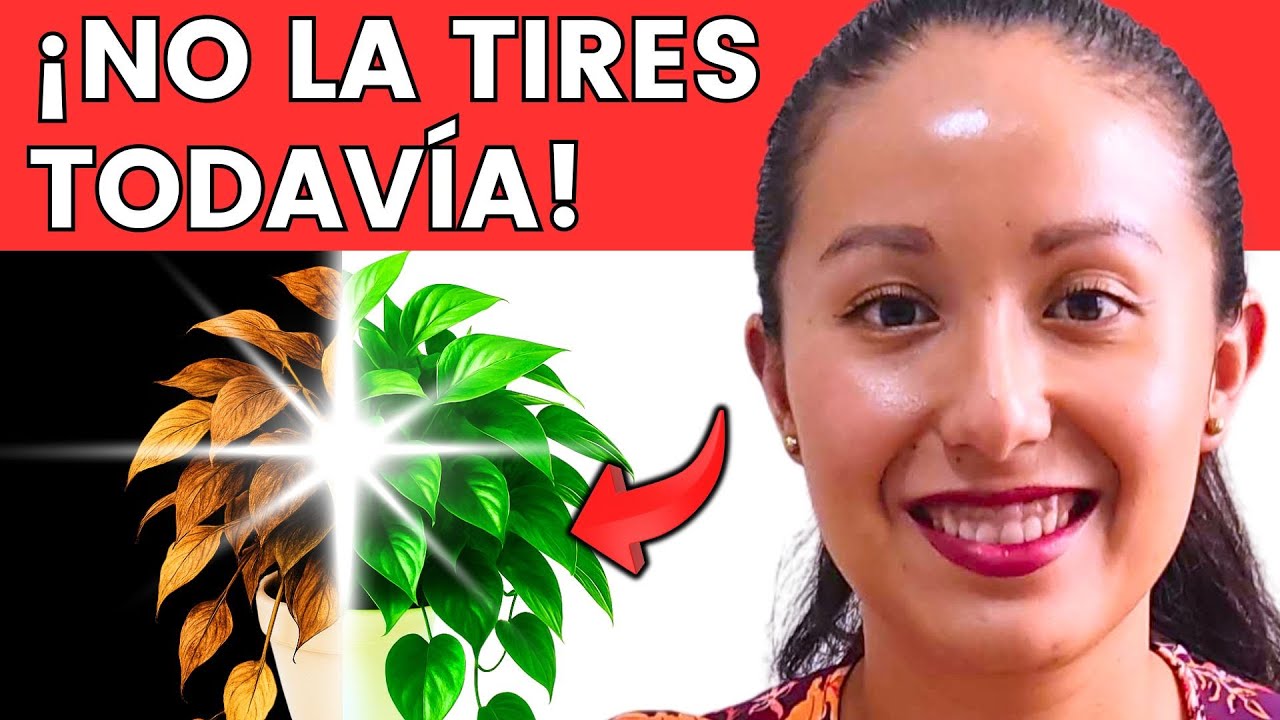 5 TRUCOS Infalibles Para REVIVIR Una Planta de Interior Que Creen ...