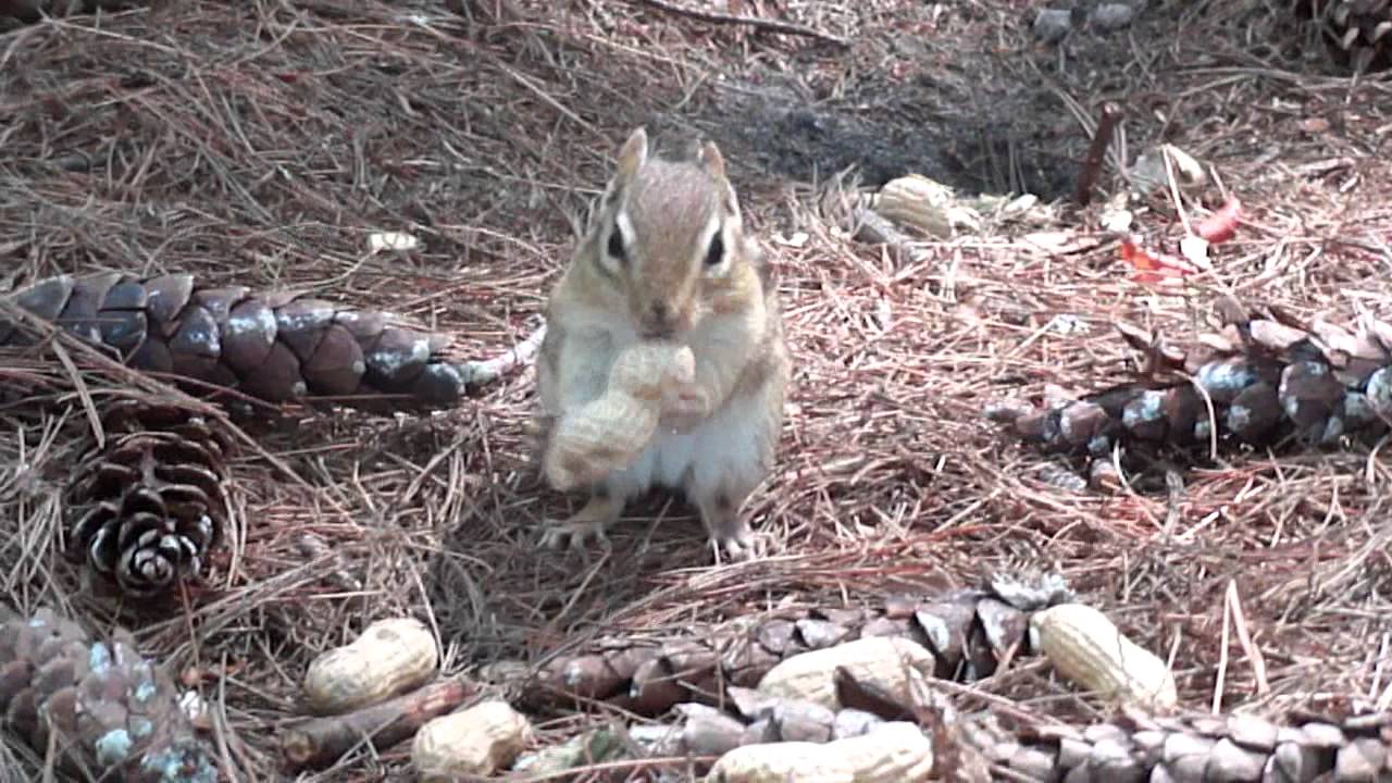 Cato_the Chipmunk - Algonquin Park, Ontario. - YouTube