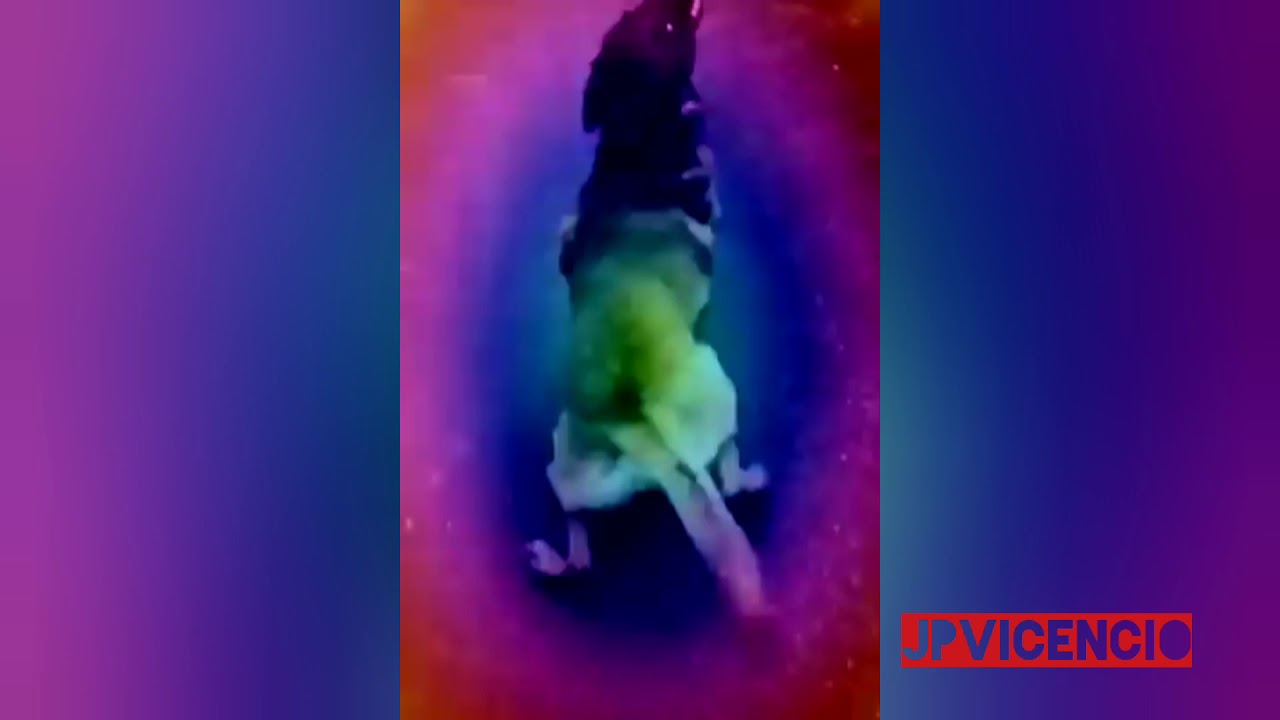 Perro Mario bros - YouTube