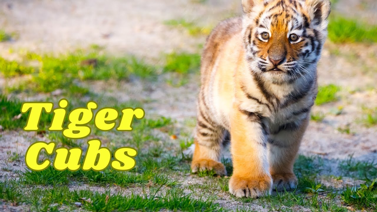 Tiger Cubs Playing Compilation – Funny Animal moments - YouTube