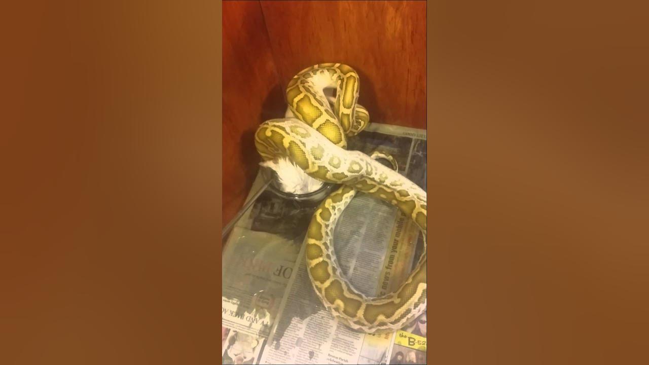 Burmese python eating - YouTube
