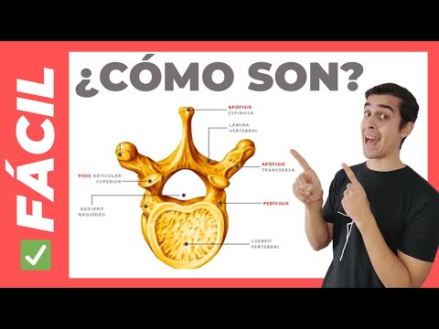 ANATOMÍA de las VÉRTEBRAS (Fácil) Generalidades y Partes - YouTube