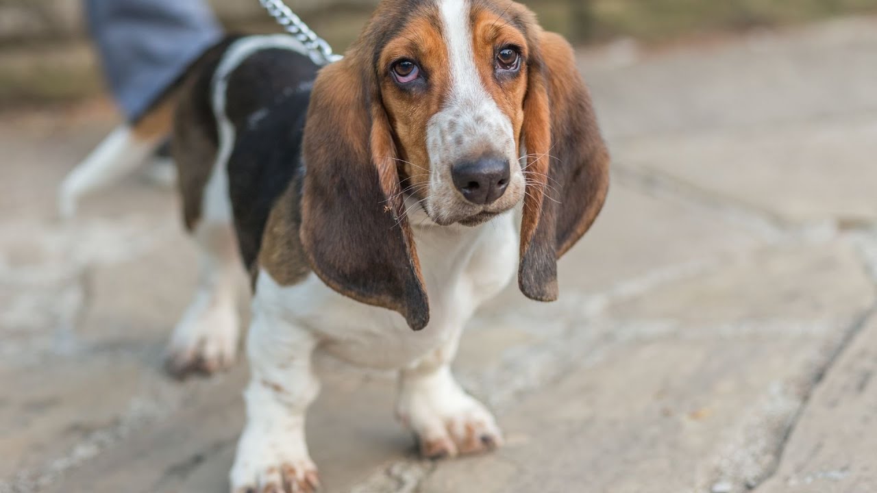 Basset Hound and Exercise: Keeping Them Fit - YouTube