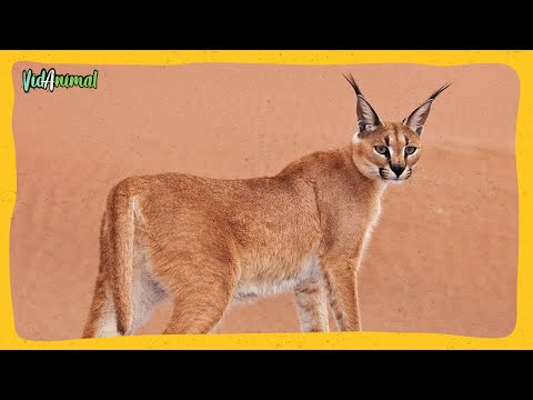 EL CARACAL: El Gato Salvaje que desafía la gravedad