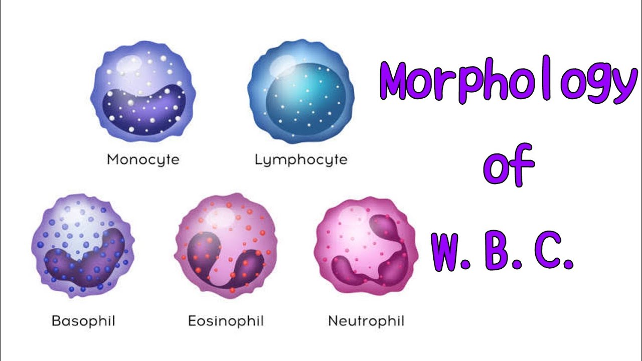 Morphology of white blood cells in normal peripheral smear. #hematology ...