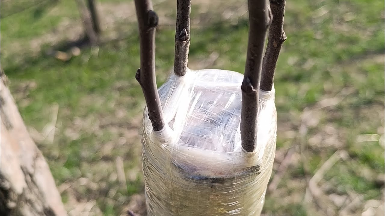 ADAM SUPER|🍎 Apple verity | How to four sticks in one stem . # ...