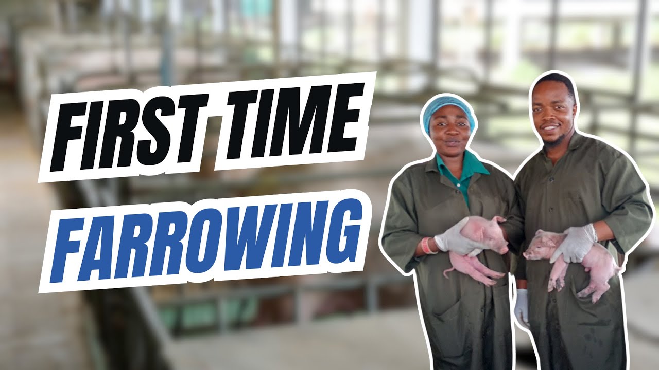 Pig Farrowing: What to Expect and How to Care for the Newborn Piglets ...