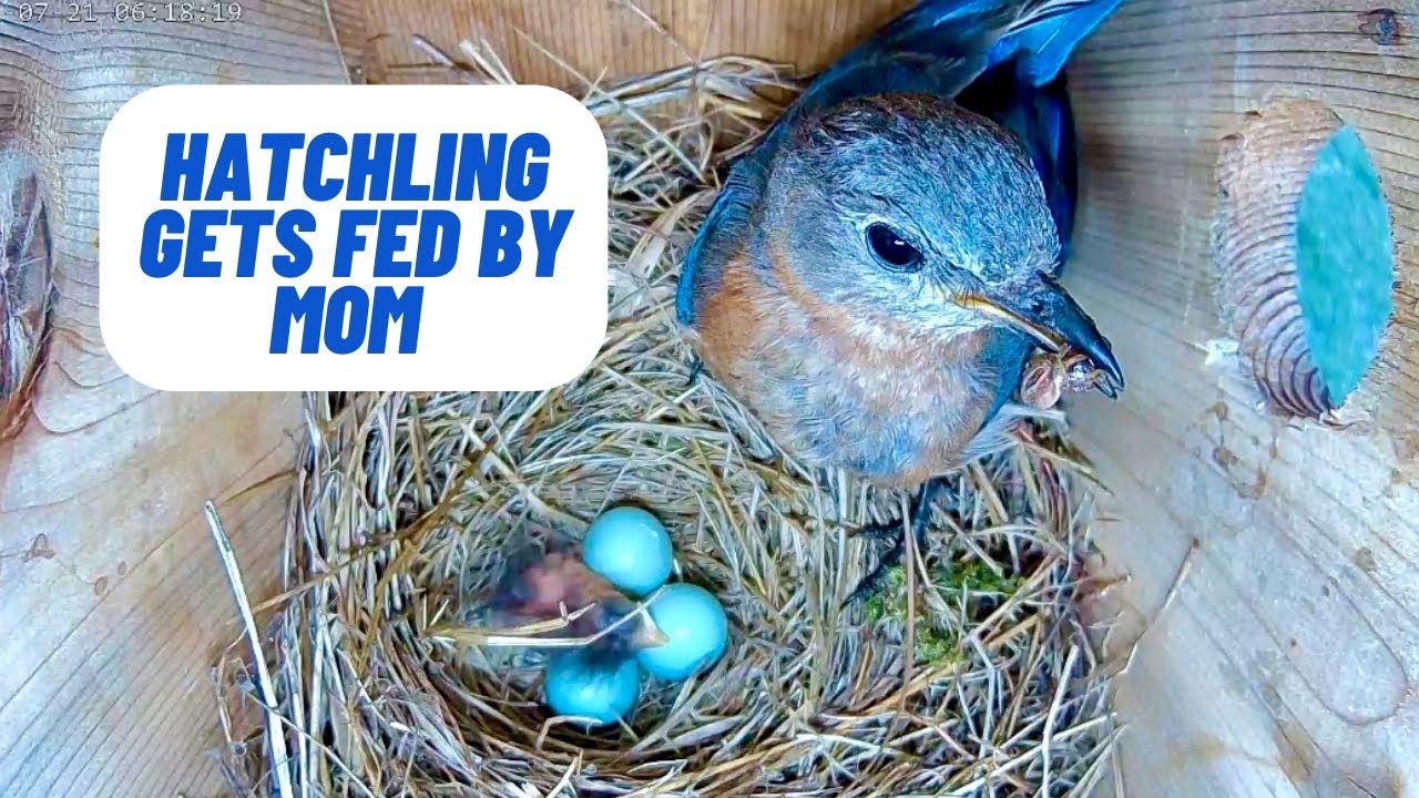 Bluebird hatchling gets fed - YouTube