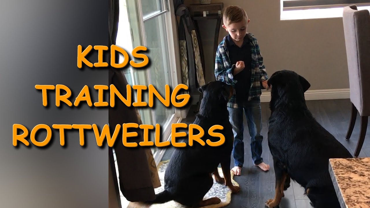 KIDS TRAINING ROTTWEILERS - YouTube