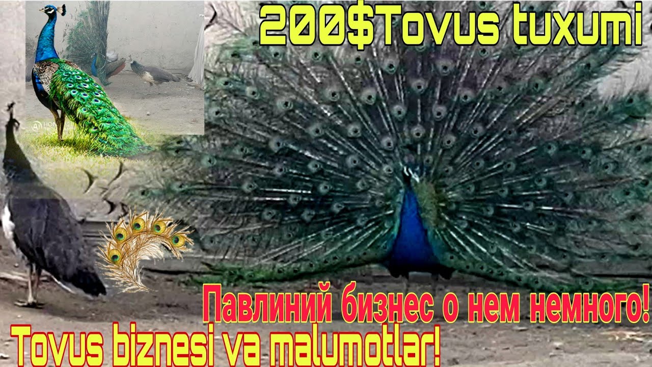 Tovus biznesidan pul topish. Павлиний бизнес о нем немного. Bir yilda ...