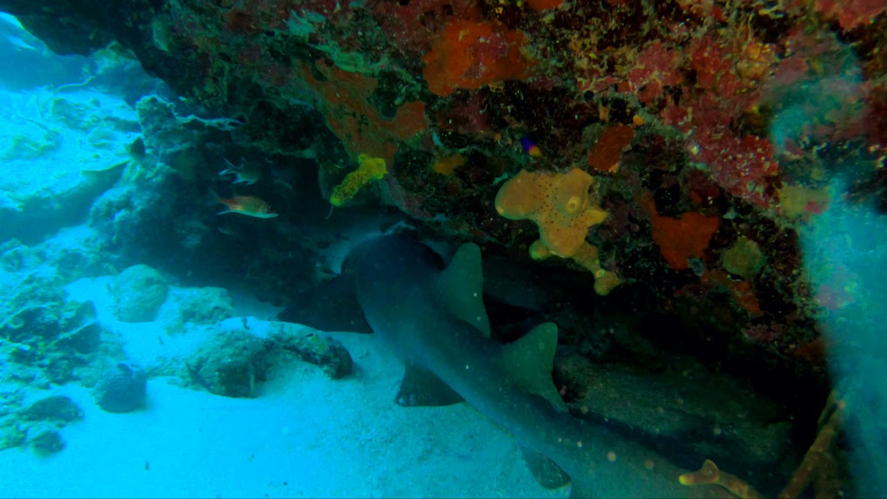 Shark Hiding Under Coral - YouTube