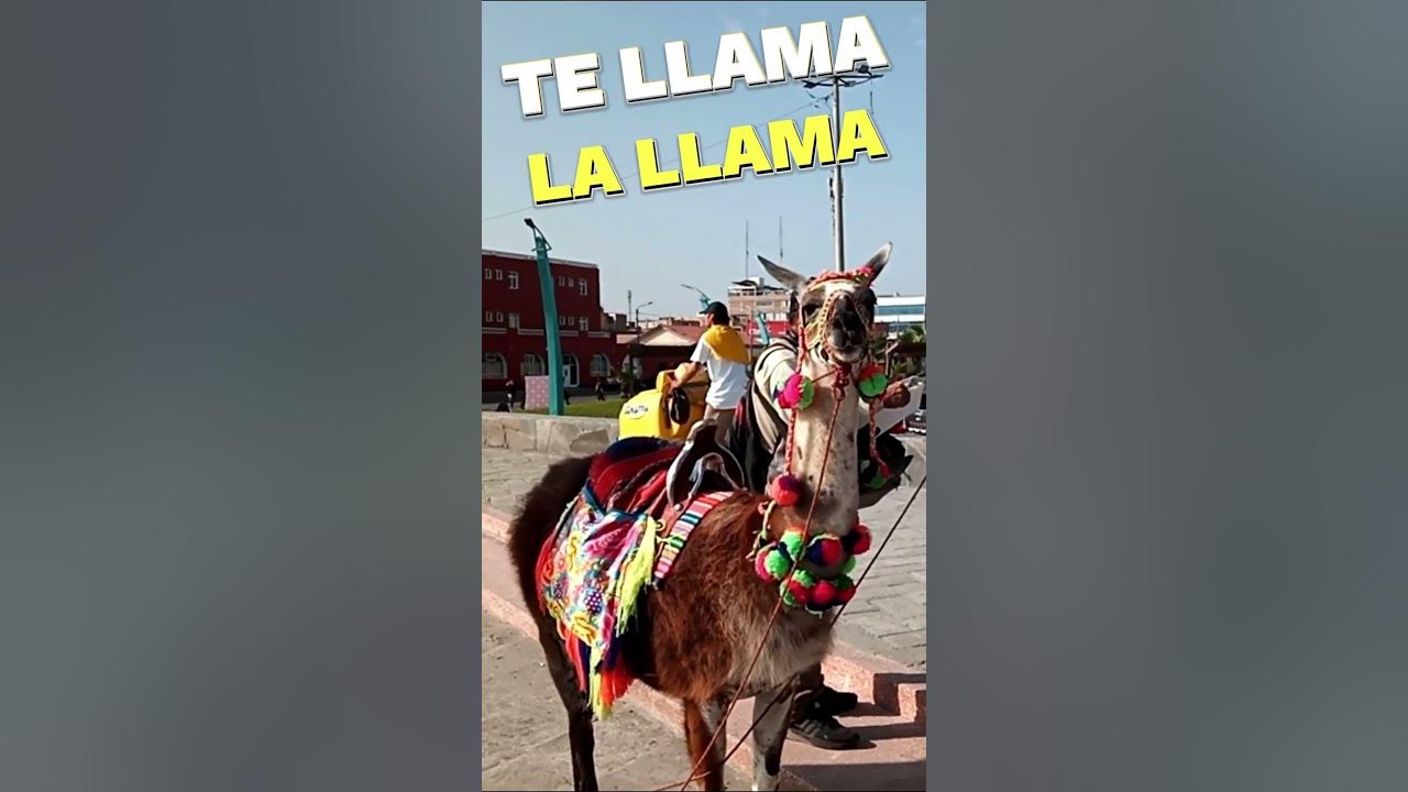 Te llama la llama! #wiliando #llamas #perú #turismo #animalesincreibles ...