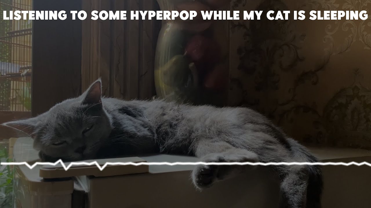 listening to some hyperpop while my cat's asleep - a hyper pop playlist ...
