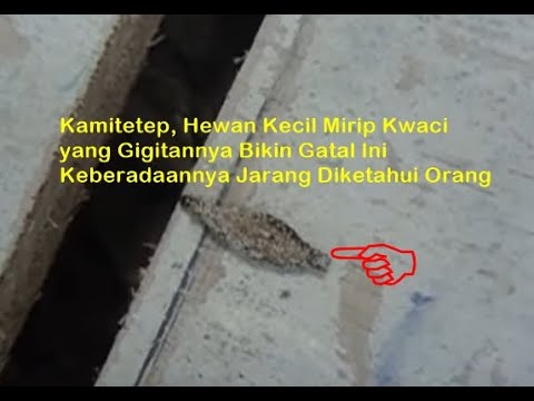 Ciri Khusus Hewan Kamitetep/Phereoeca Uterella dan Fungsinya | Materi ...