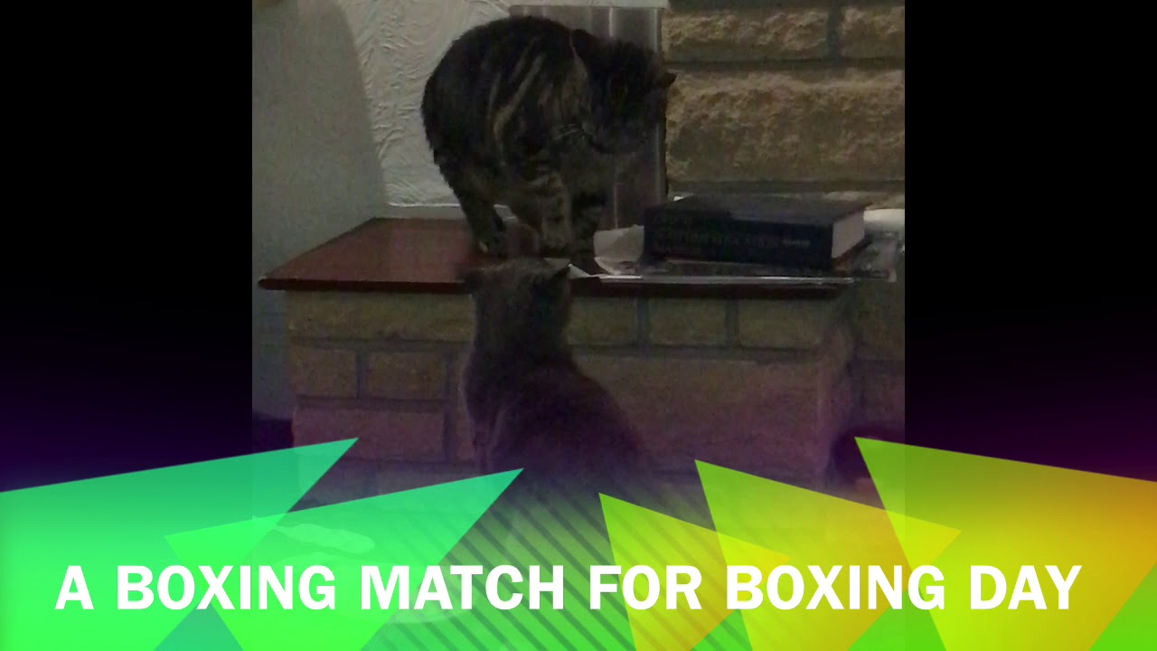 Cats boxing - A boxing match for Boxing Day - YouTube
