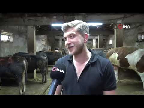1 Ton 200 Kiloluk Tosun 400 Bin Liraya Satıldı
