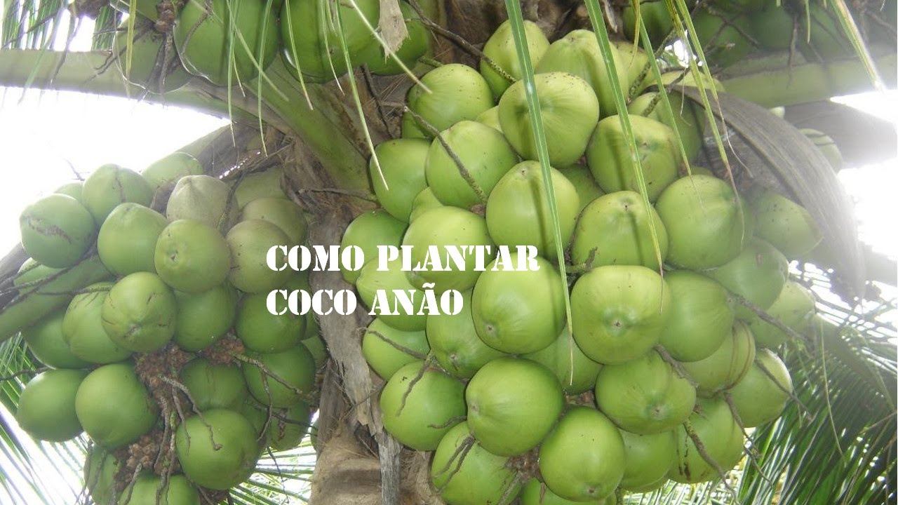 Como plantar Coco anão - YouTube