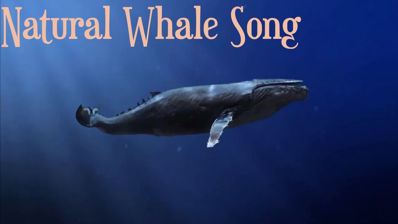 🐋 Mesmerizing Natural Whale Song: Experience the Beauty of the Ocean ...