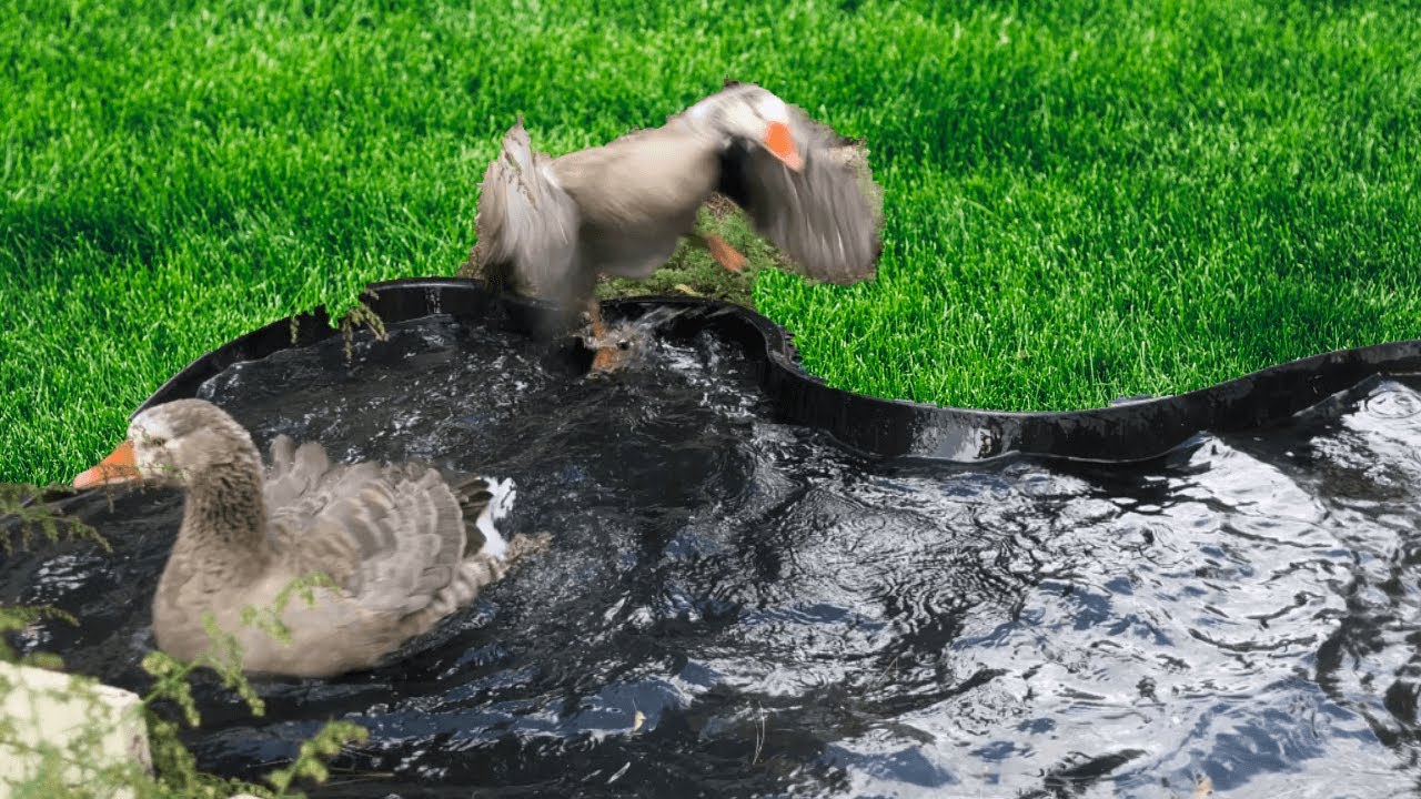 Goose Chaos in the Pond! Salus & Athena Panic & Run on Water! - YouTube