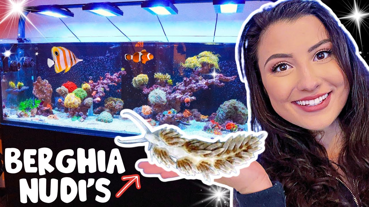Berghia Nudibranch for Aiptasia Removal! (220g Reef Tank Update) - YouTube