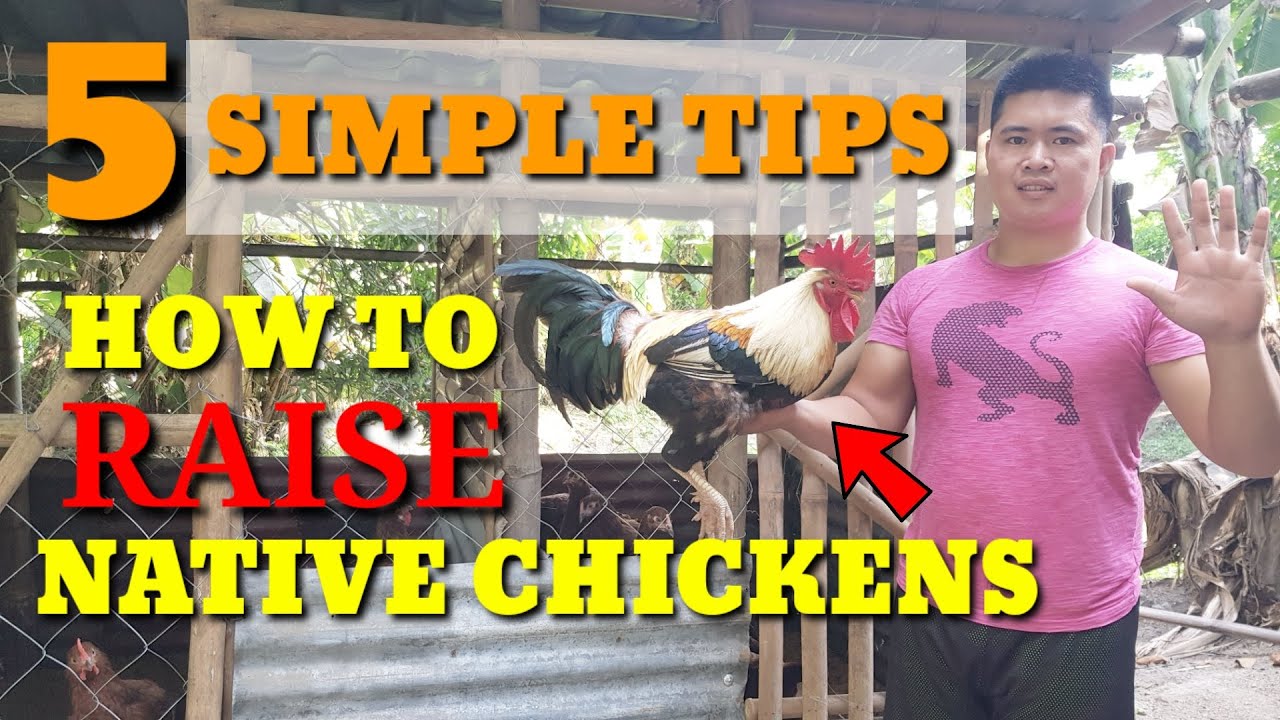 5 SIMPLE TIPS HOW TO RAISE NATIVE CHICKENS|RAISING CHICKENS|BACKYARD ...