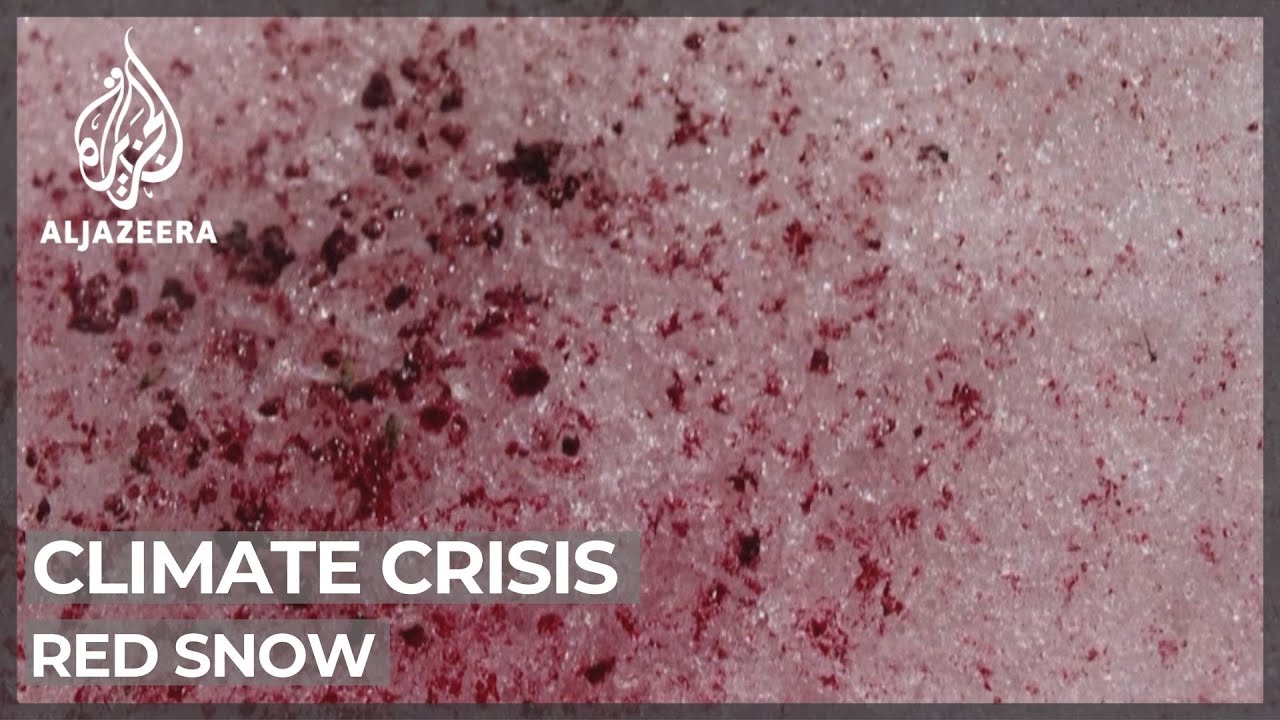 Scientists probe 'snow blood' patches around French Alps - YouTube