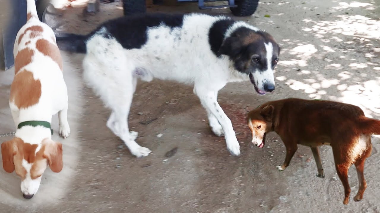 Today is a great day for our Bunty, Bunty's two friends are both there ...
