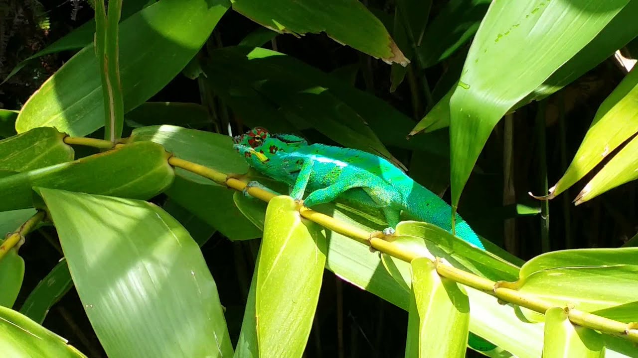 Le caméléon l'île la Réunion.. Appeler ici "l'endormi" - YouTube