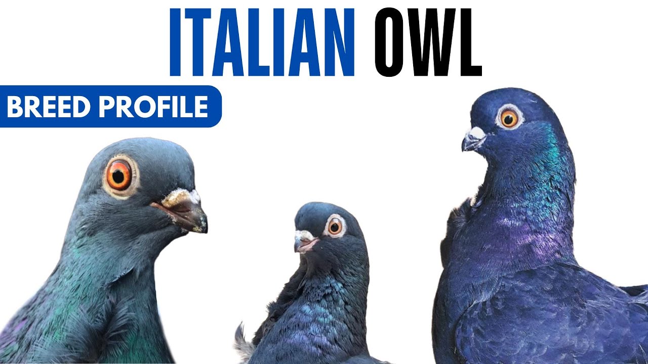 Italian Owl Pigeon Breed Profile - History - Italian Owl Pigeon Health ...