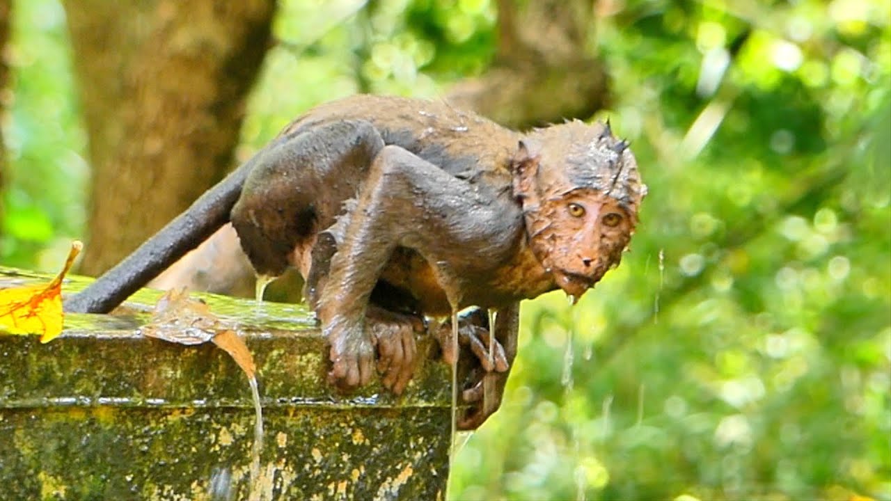 So fun little Monkey plays water so happily - YouTube