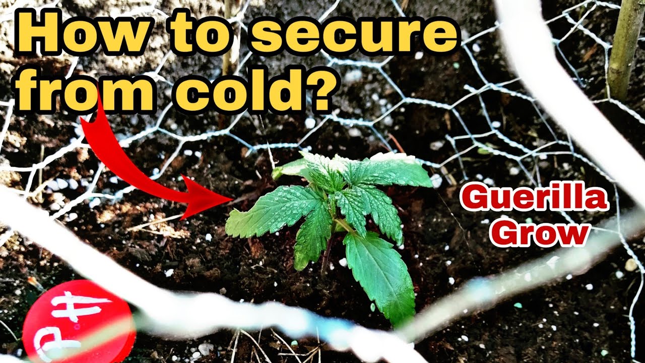Guerilla Grow - How to secure your plants from cold temperatures 🌱 ️ ...