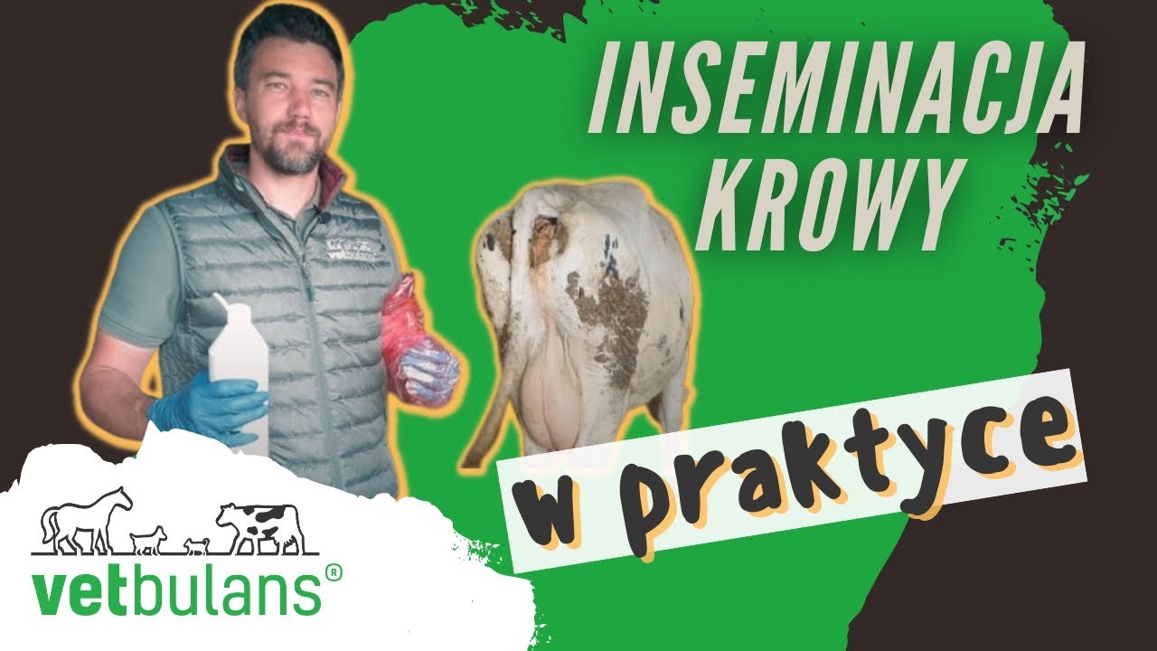 Inseminacja krowy w praktyce | Sztuczna inseminacja krowy 🐄 | Jak ...