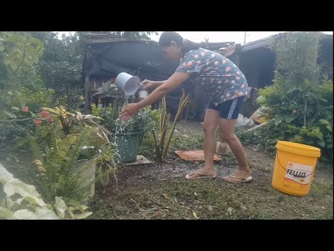 Pagtitrim ng halaman at tamang pagdidilig kapag tabo ang gamit - YouTube