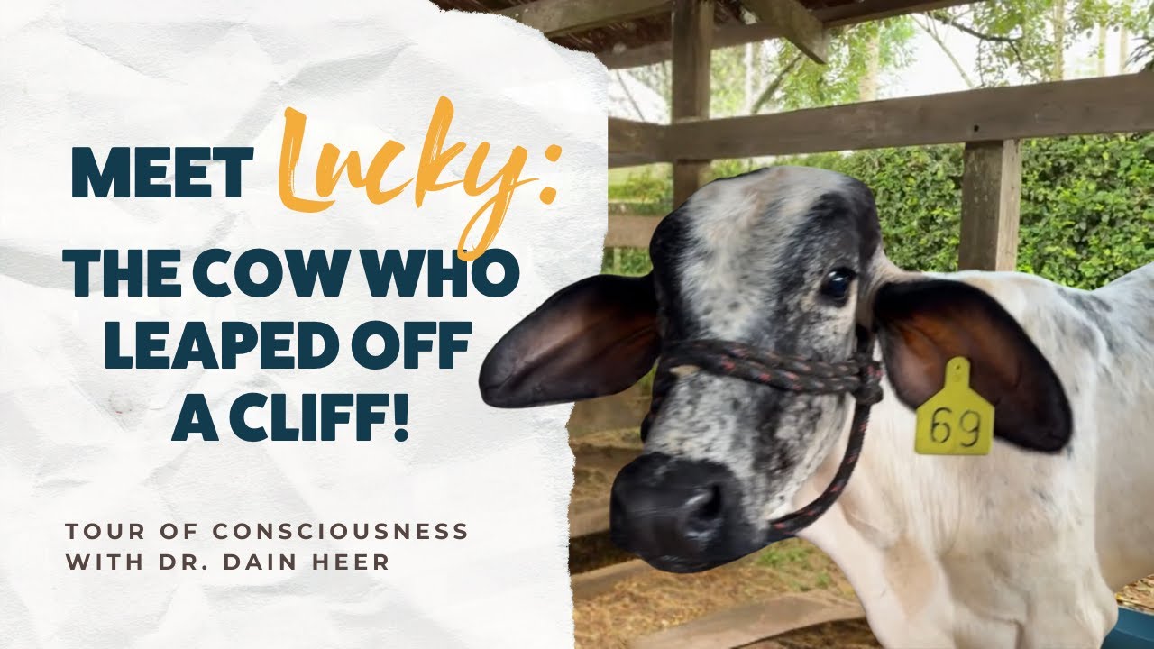 Meet Lucky: The Cow Who Leaped Off a Cliff! 🚀 What It Taught Us About ...