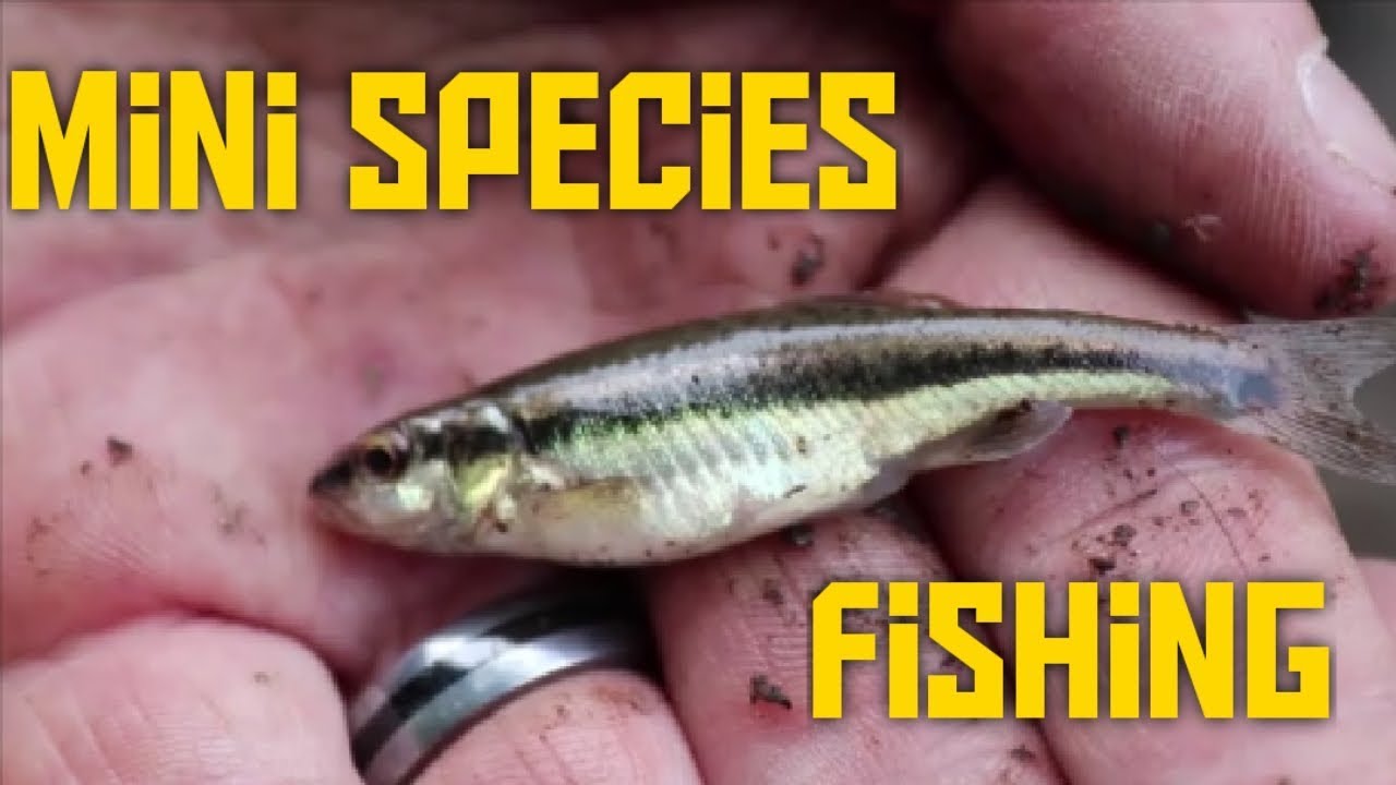 Mini species fishing - YouTube