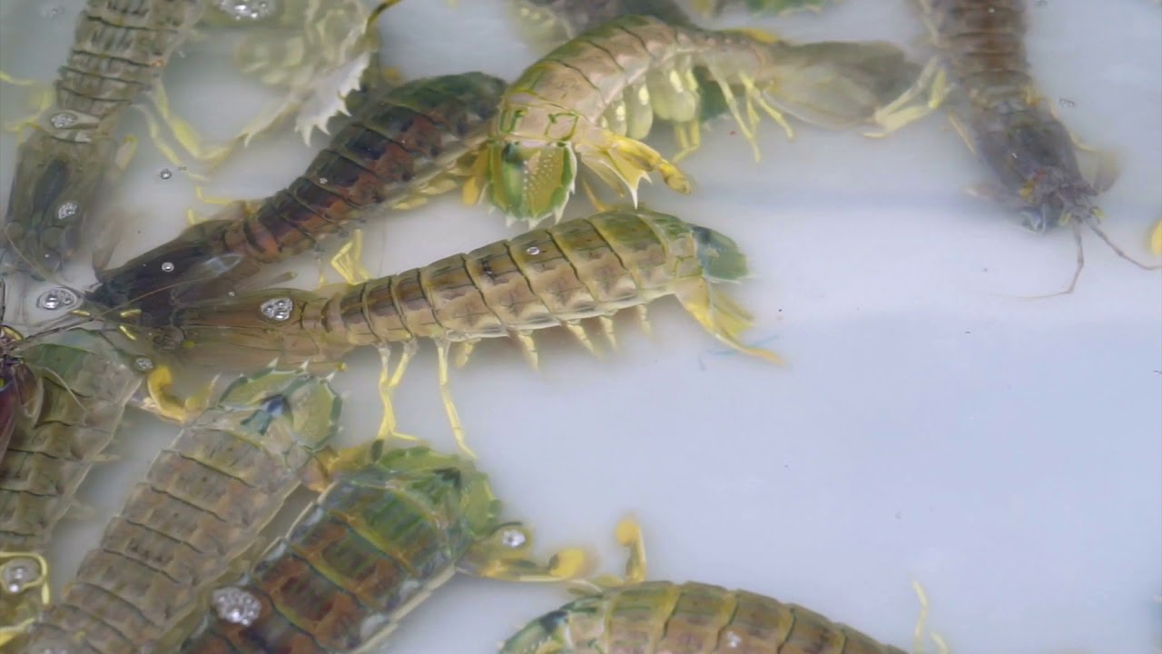 group of mantis shrimp in the fish market delicious live seafood in ...