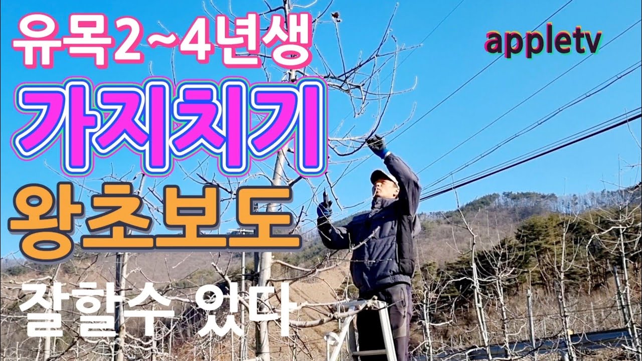왕초보를 위한 2~4년생 사과나무 가지치기 방법 2가지만 알면 잘할수 있다 Youtube