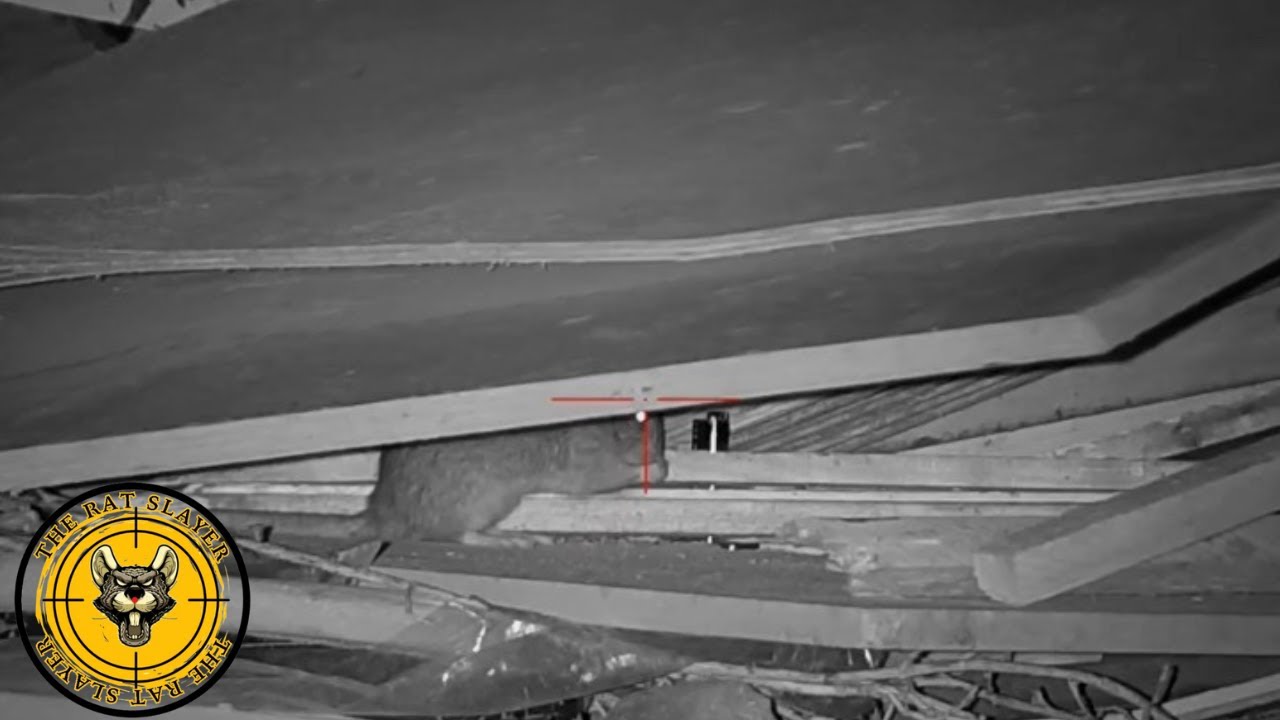 Farm Rat Hunting at Night | Grass Rats | Best way to kill mice and Rats ...