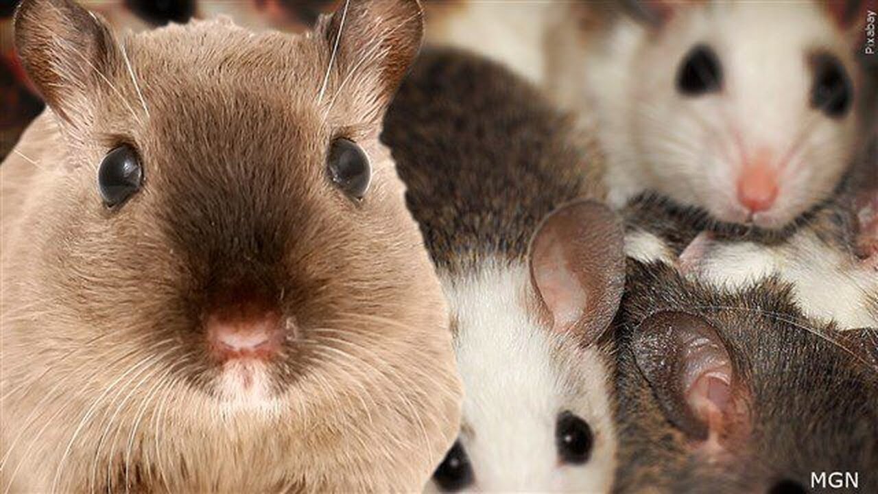 Stop mice from moving in with these guidelines - YouTube