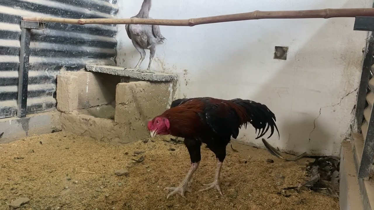 Thai Game Bird & Vietnam Ganoi Hen #aseel #asil #chicken #hen #gamefowl ...