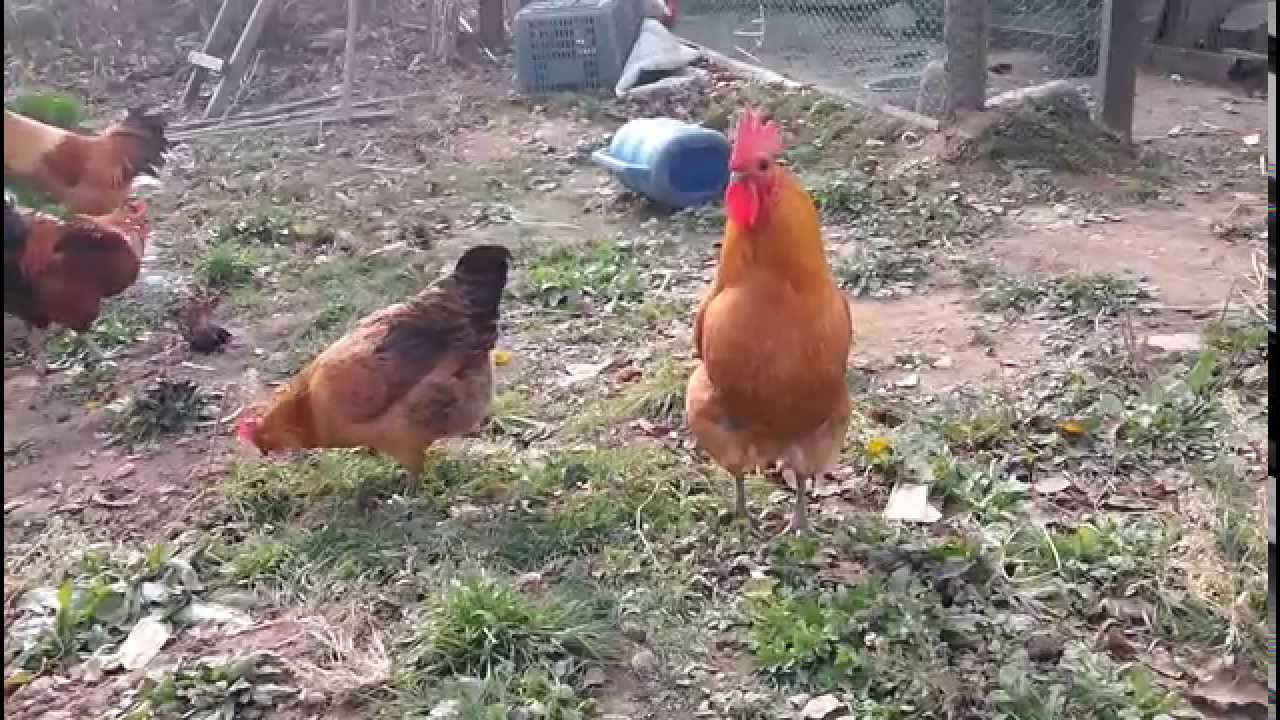 korean traditional chicken (korea fowl) - YouTube