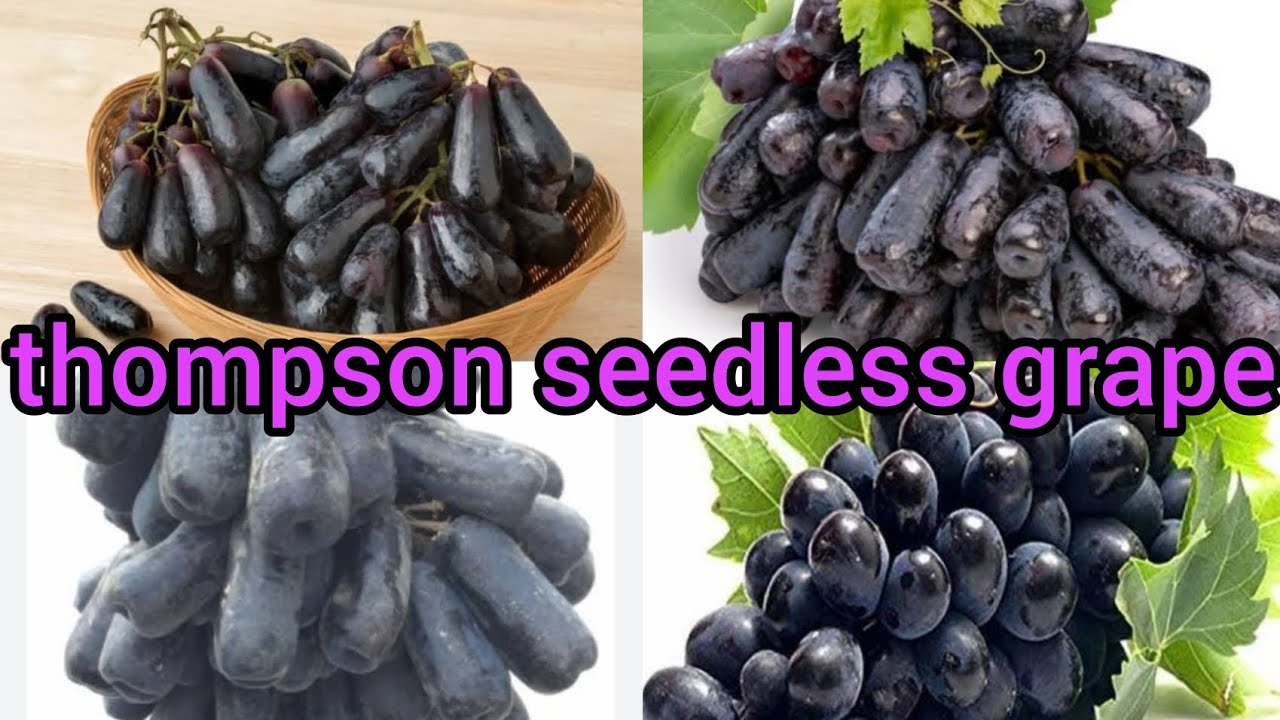 thompson seedless grape/fores gardens /9048344444 - YouTube