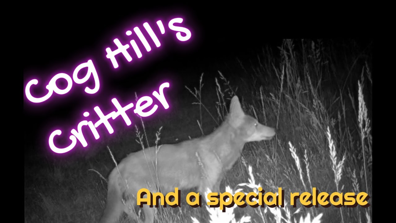 Cog Hill's Critter - YouTube