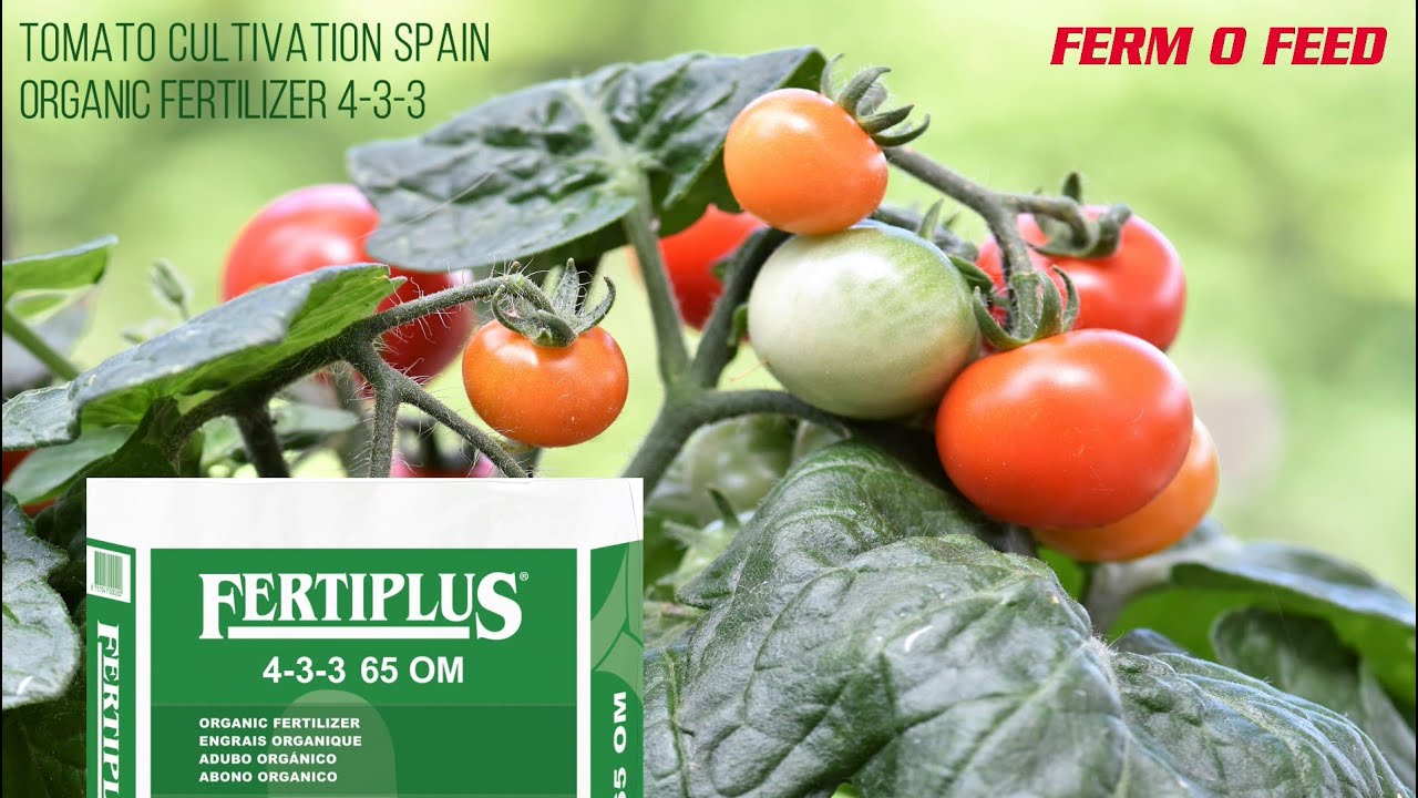 Applying Fertiplus Organic Fertilizer in tomato cultivation - YouTube