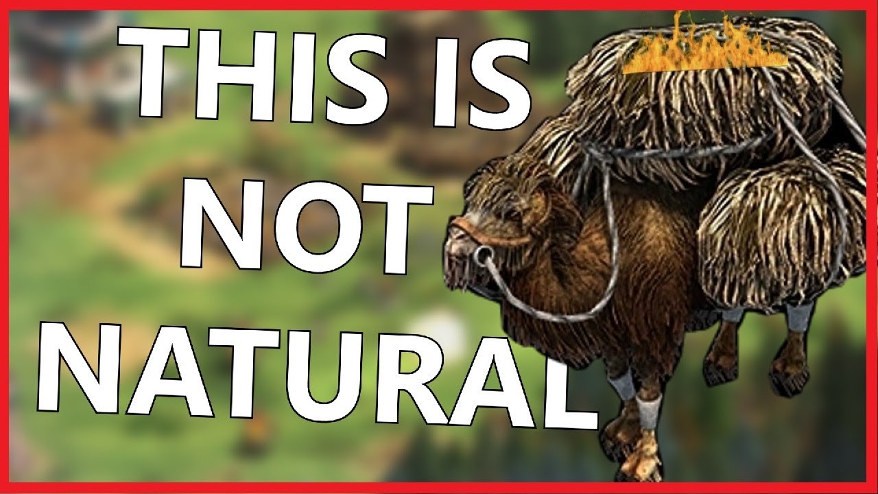 The origin of Flaming Camels - YouTube