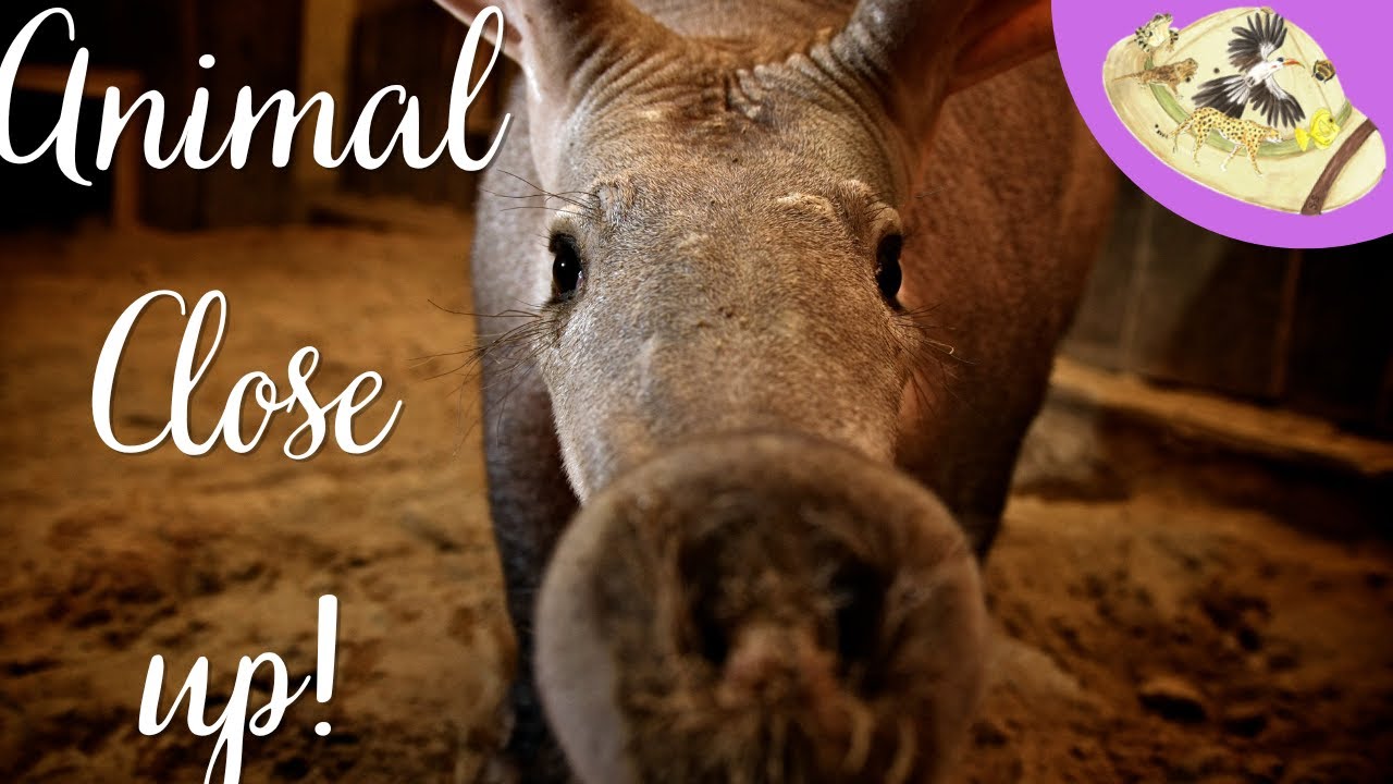 My Favourite Unusual Animal Encounters! - YouTube
