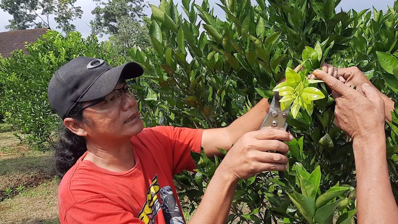 BATAS DAN UKURAN PRUNING GUNTING DO,A - YouTube