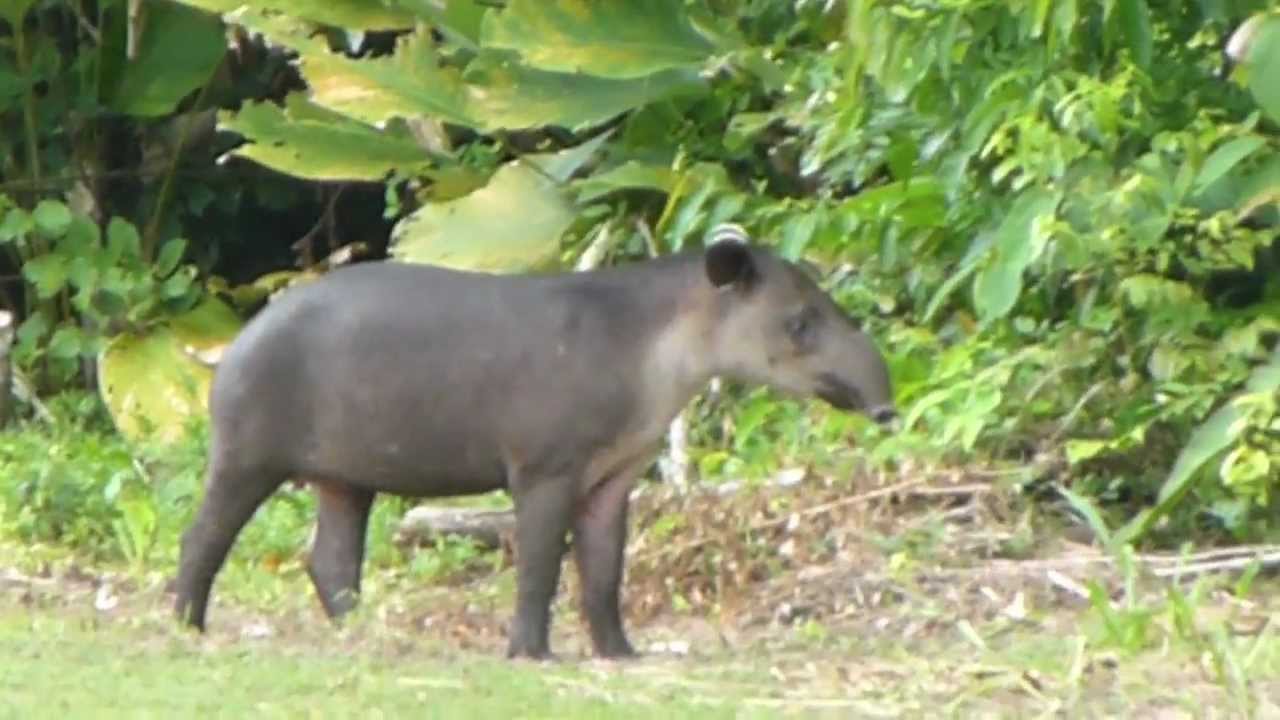 Tapir - YouTube