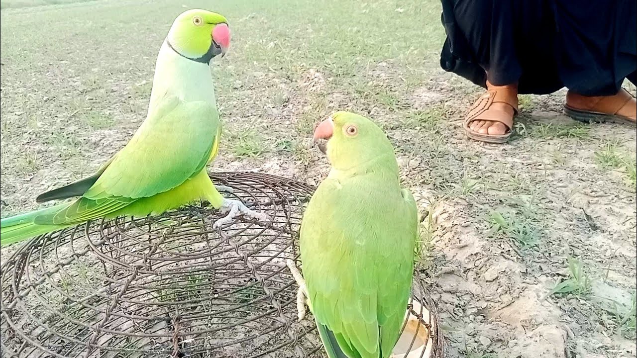 Parrot Cute Sound My Parrot Samrt Video - YouTube